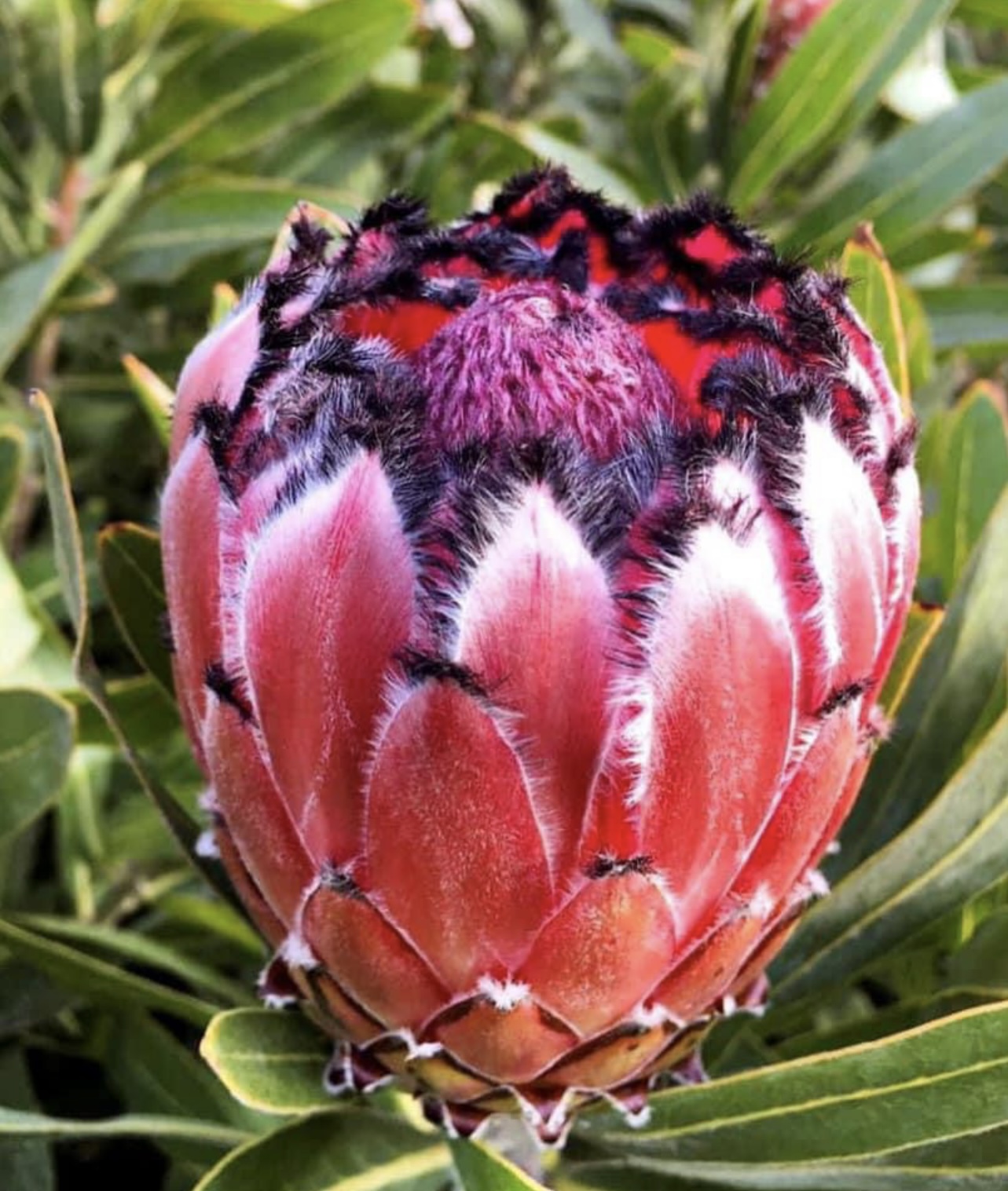 Some women are considered more equal than others in regard to genital ...