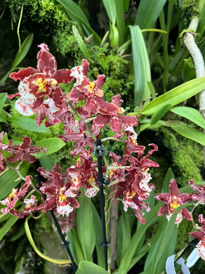 90% of ‘FGM’ seen in NHS may be consensual genital piercings in adults